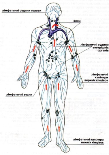 Урок "Внутрішнє середовище організму. Кров, її склад та функції. Лімфа".