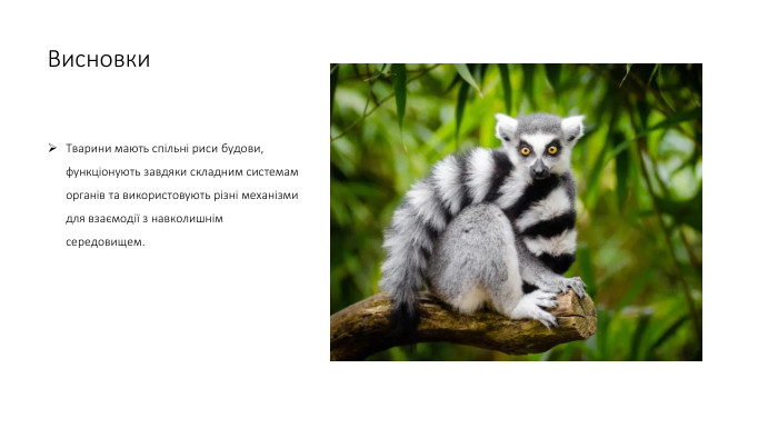 Характерні риси та будова тварин