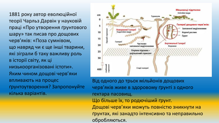 Кільчасті черви.Різноманіття Кільчастих червів, роль в екосистемах і ...