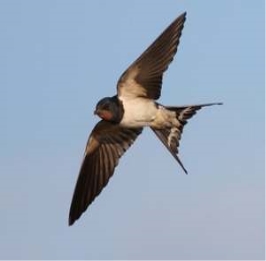 Свято "День зустрічі птахів"